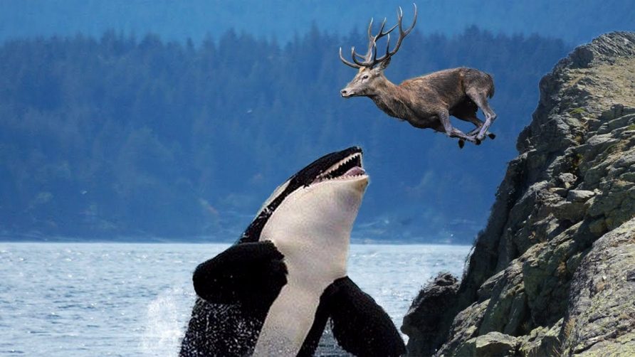 New flash fiction: inspired by beasts – Patty Tomsky